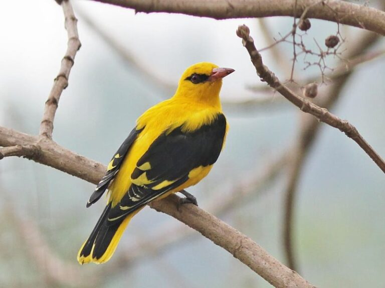 16 Amazing Types Of Yellow Birds In The World - Red Rock Scenic By Way