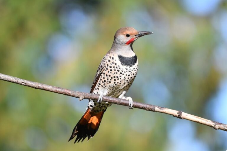 Top 10 Amazing Woodpeckers In Ohio - Red Rock Scenic By Way