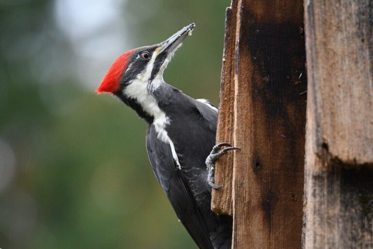 8 Types Of Woodpeckers in Arkansas - Red Rock Scenic By Way