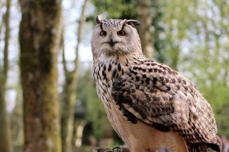 10 Types Of Owls In The World - Red Rock Scenic By Way