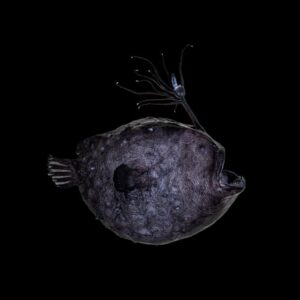 Rare find! Pacific Footballfish with a bulb on its head washes up in ...