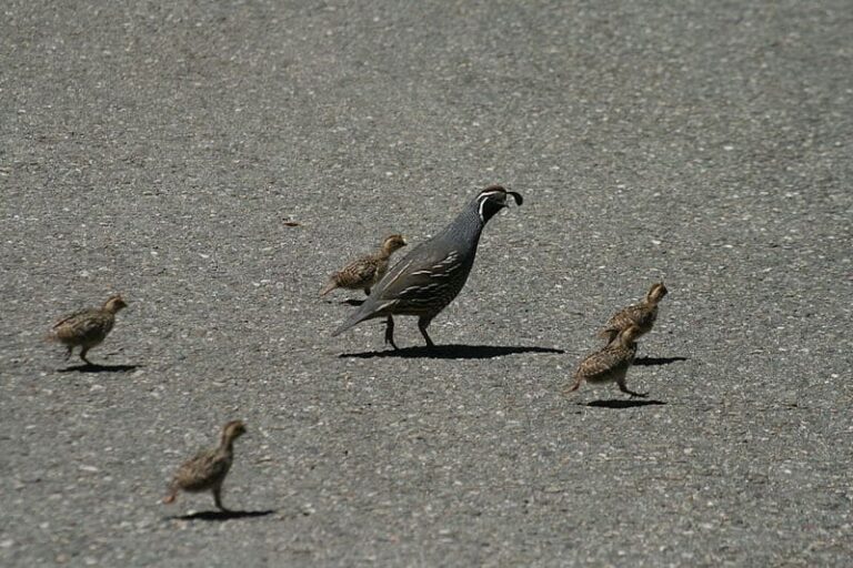 10 Interesting Facts About Baby Quails - Red Rock Scenic By Way