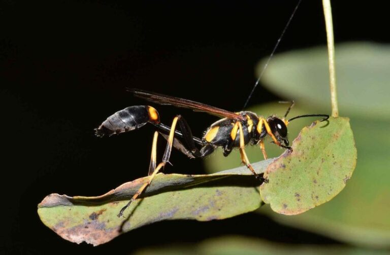 10 Different Types of Wasps in Florida - Red Rock Scenic By Way