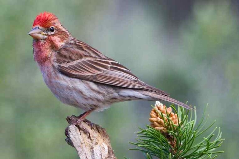 10 Types of Finches Found in Ohio - Red Rock Scenic By Way