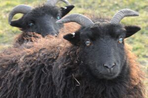 10 Facts about Hebridean Sheep - Red Rock Scenic By Way