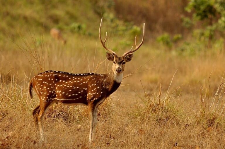 Top 10 Animals With Spots In The World Red Rock Scenic By Way