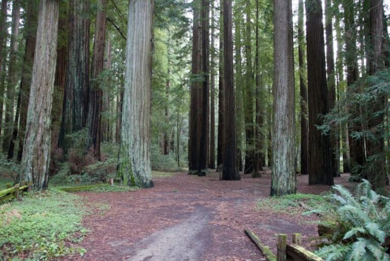 Top 10 Tallest Trees The World - Red Rock Scenic By Way
