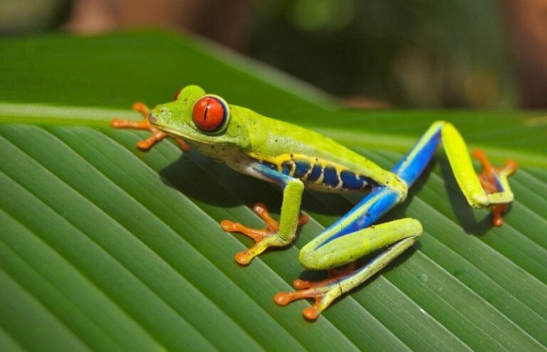 Top 10 Green Animals In The World - Red Rock Scenic By Way
