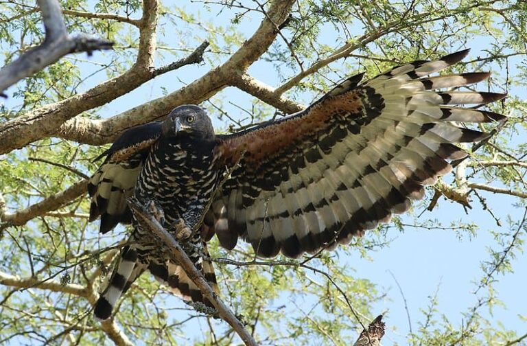 Top 10 Most Beautiful Eagle Species In The World - Red Rock Scenic By Way