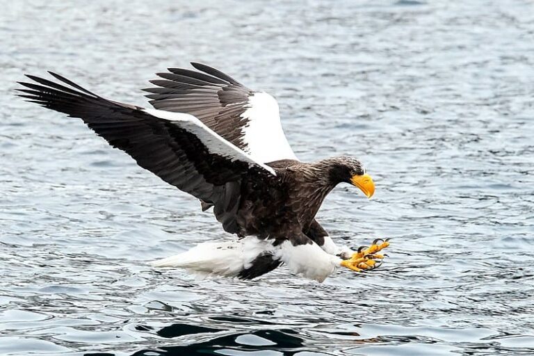 Top 10 Most Beautiful Eagle Species In The World - Red Rock Scenic By Way