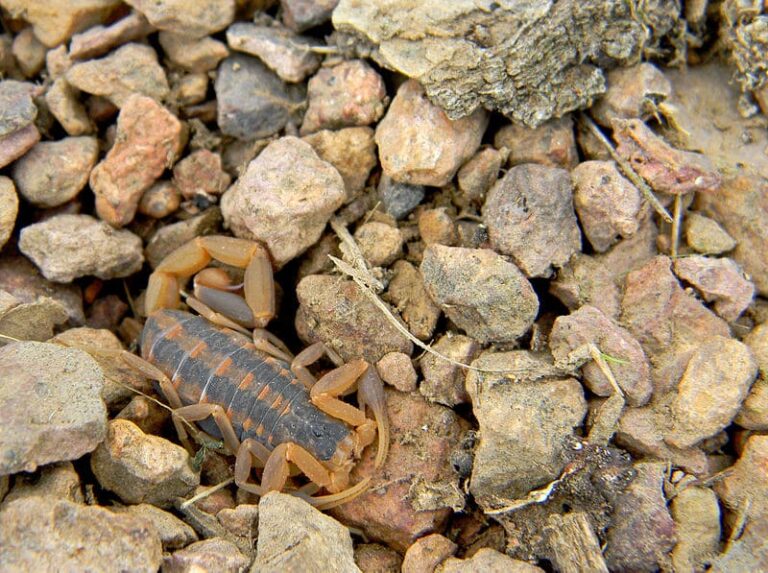 Top 10 Deadliest Scorpions In The World - Red Rock Scenic By Way