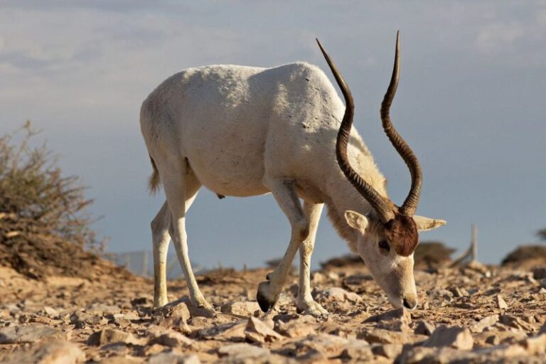 10 Amazing African Horned Animals In The World - Red Rock Scenic By Way